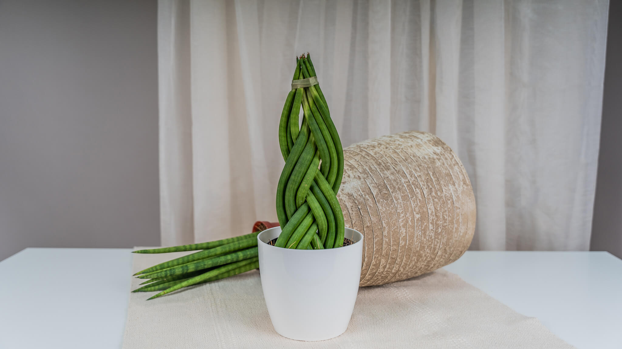 Braided Cylindrical Snake Plant | Greenit Qatar