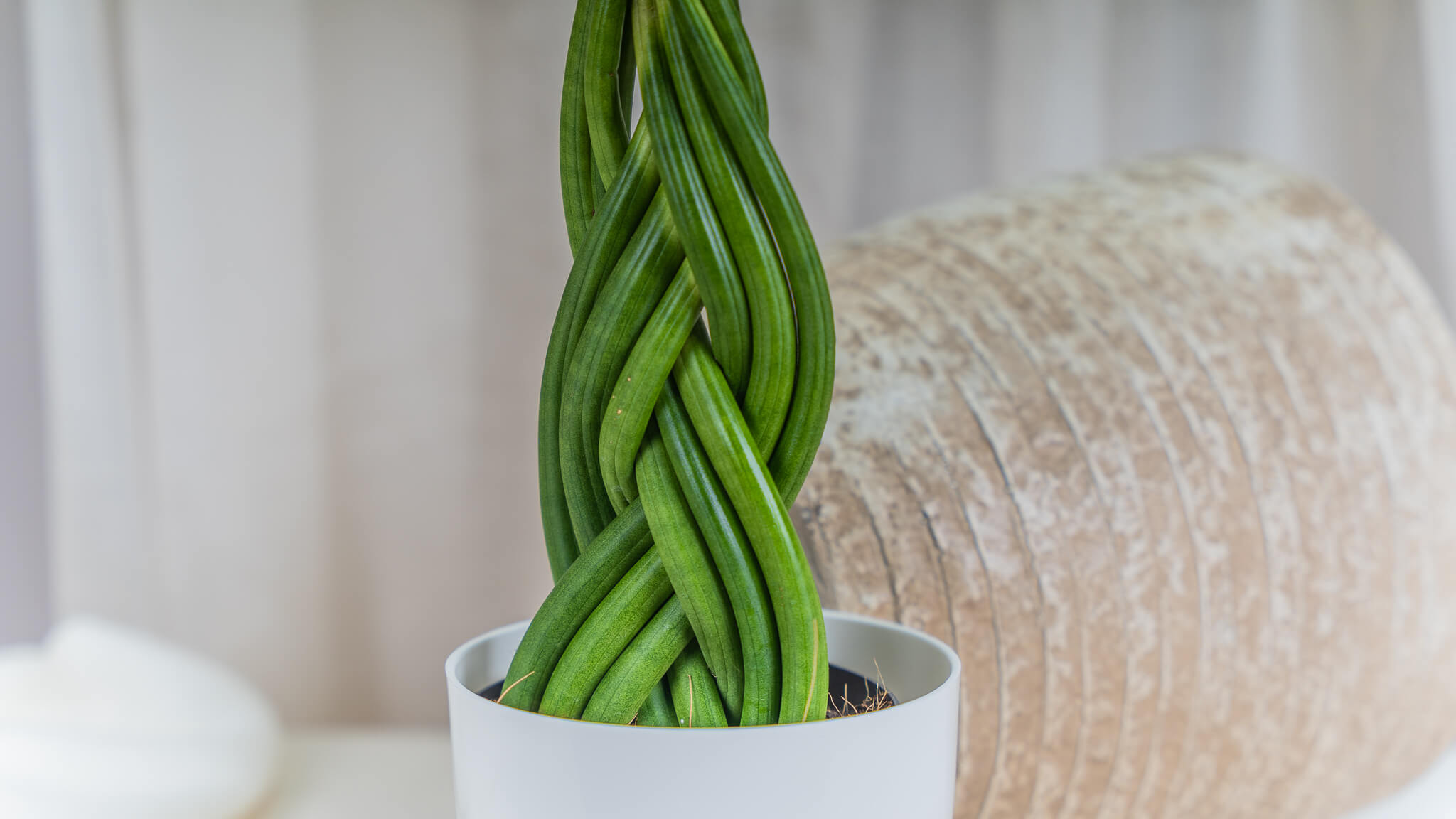 Braided Cylindrical Snake Plant | Greenit Qatar