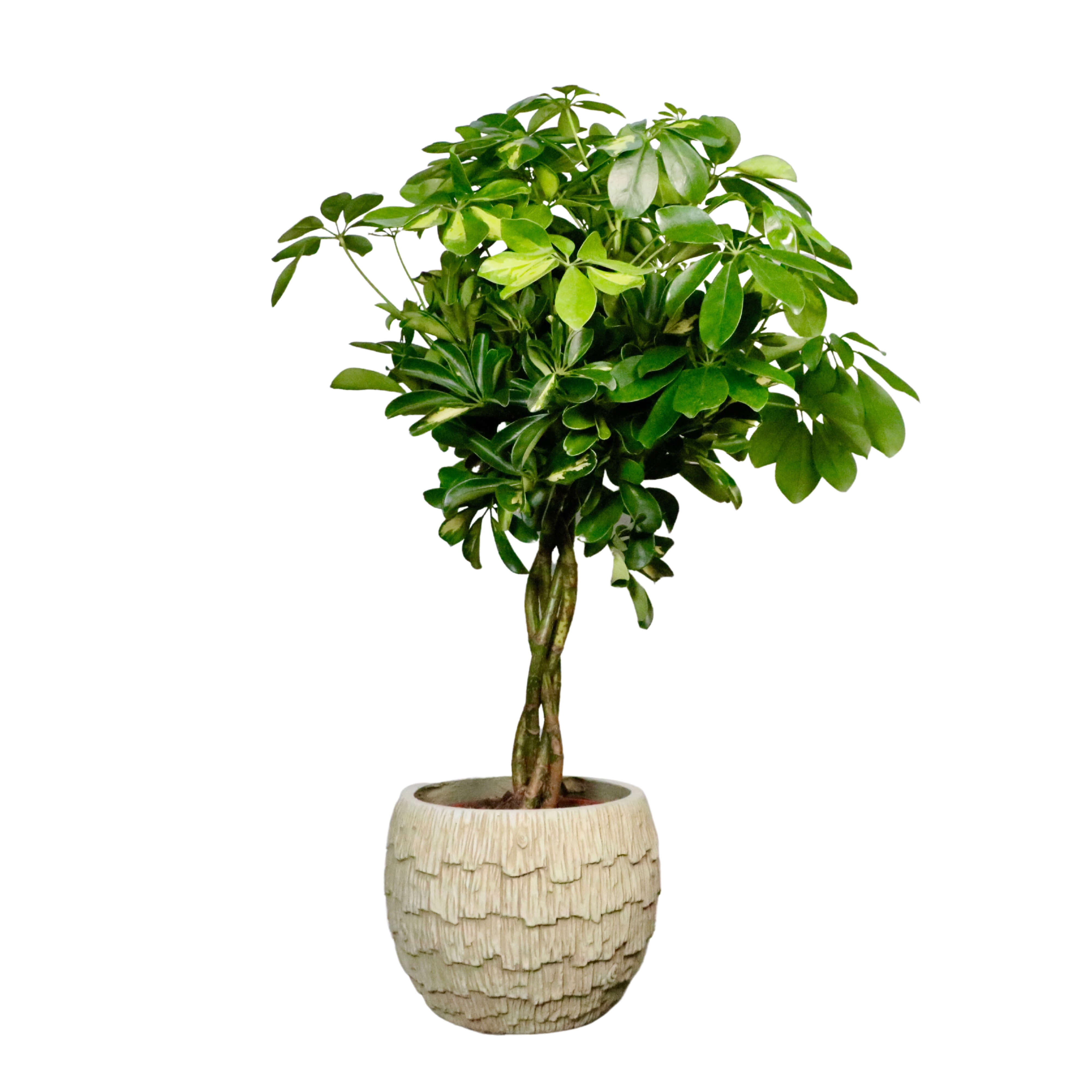 Dwarf Umbrella Tree | Greenit Qatar