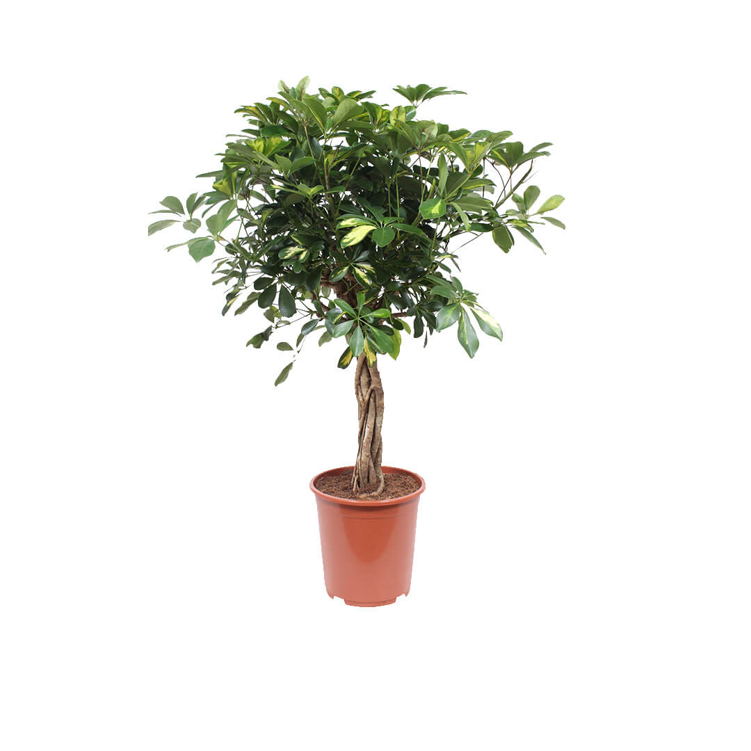 Dwarf Umbrella Tree | Greenit Qatar