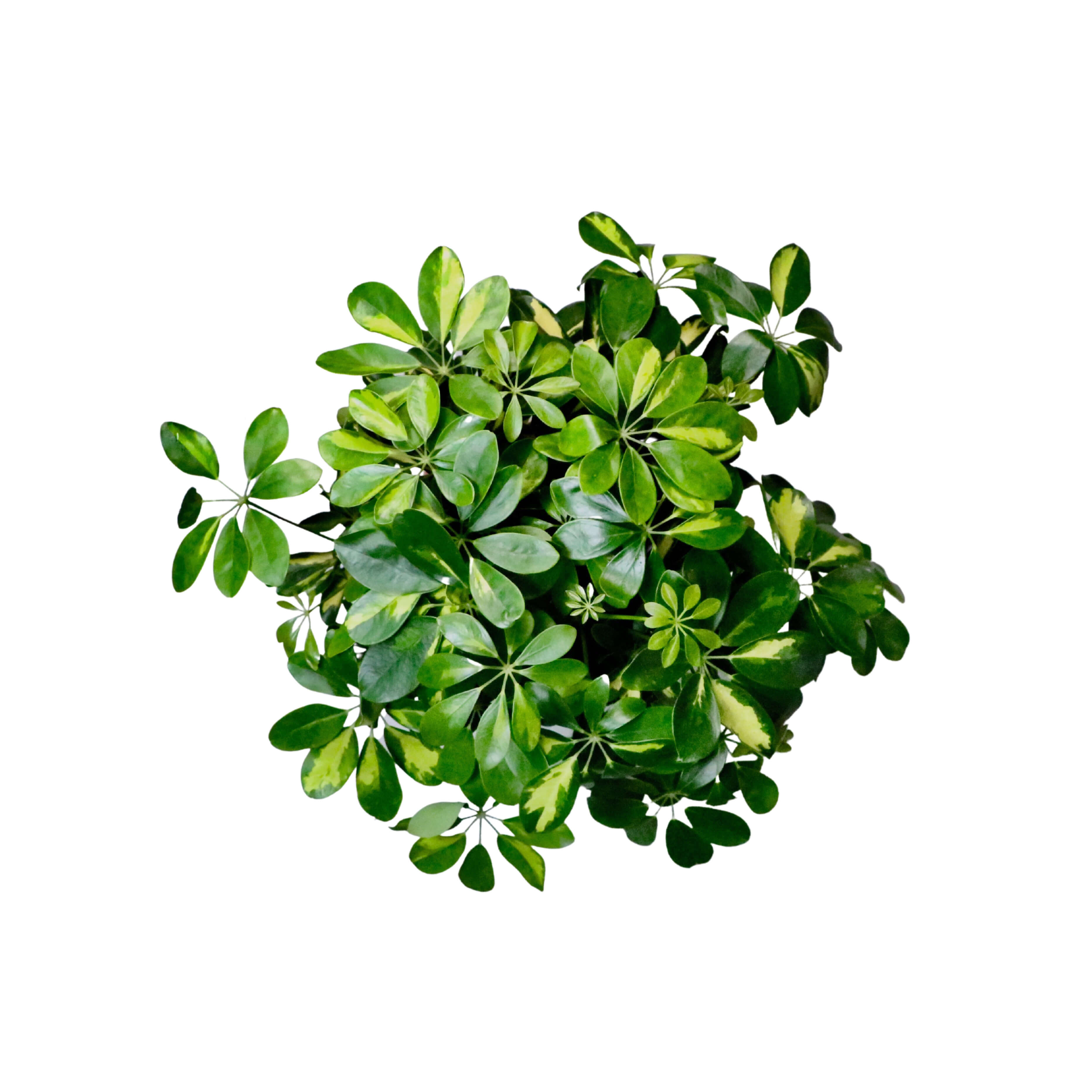 Dwarf Umbrella Tree | Greenit Qatar