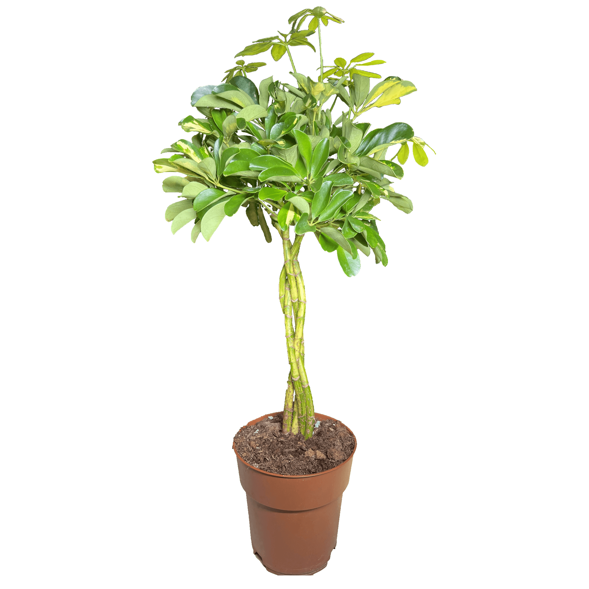 Variegated Dwarf Umbrella Tree | Greenit Qatar