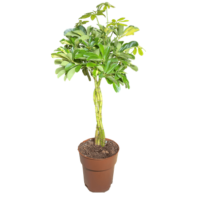 Variegated Dwarf Umbrella Tree | Greenit Qatar
