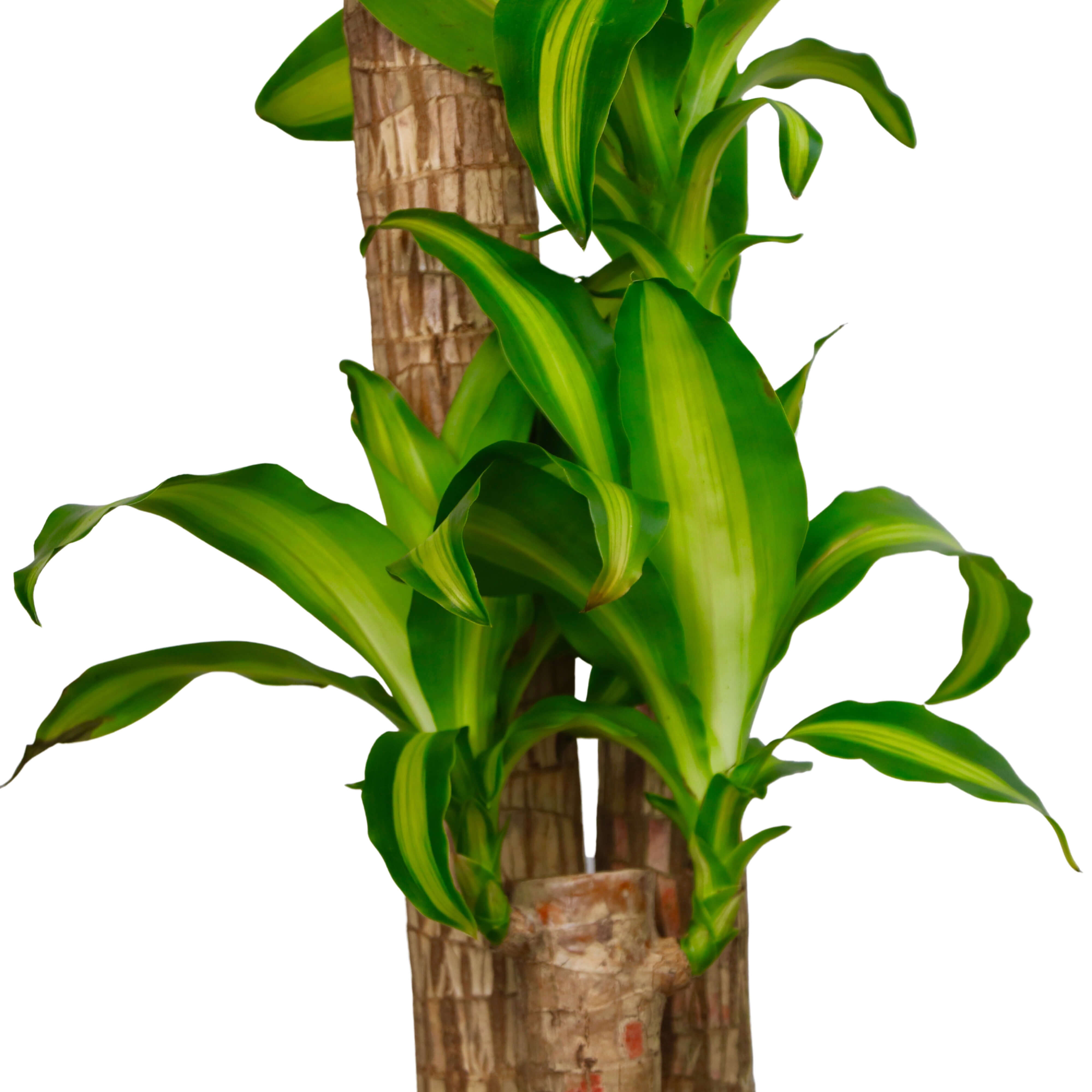 Corn Plant | Greenit Qatar
