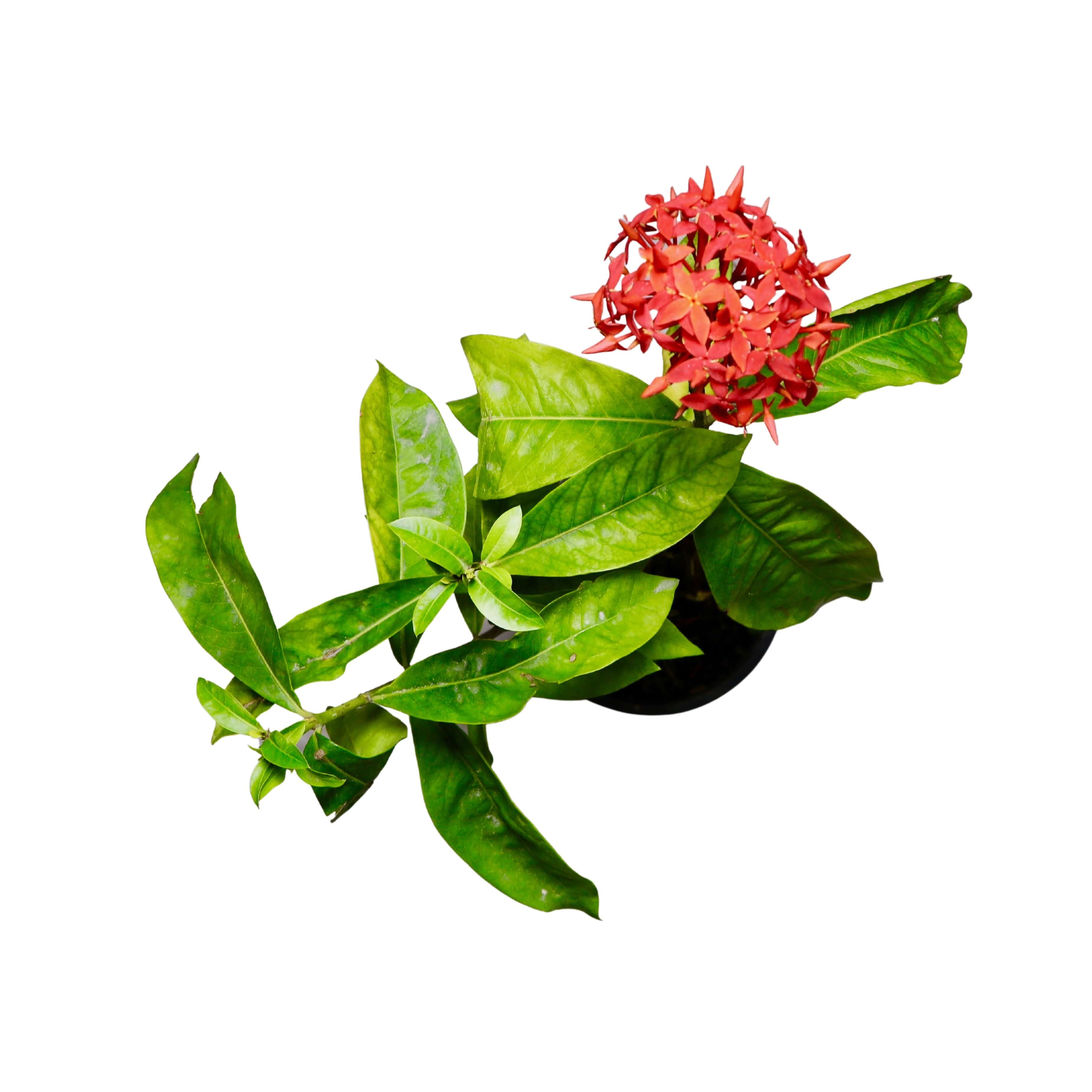 Jungle Geranium | Greenit Qatar