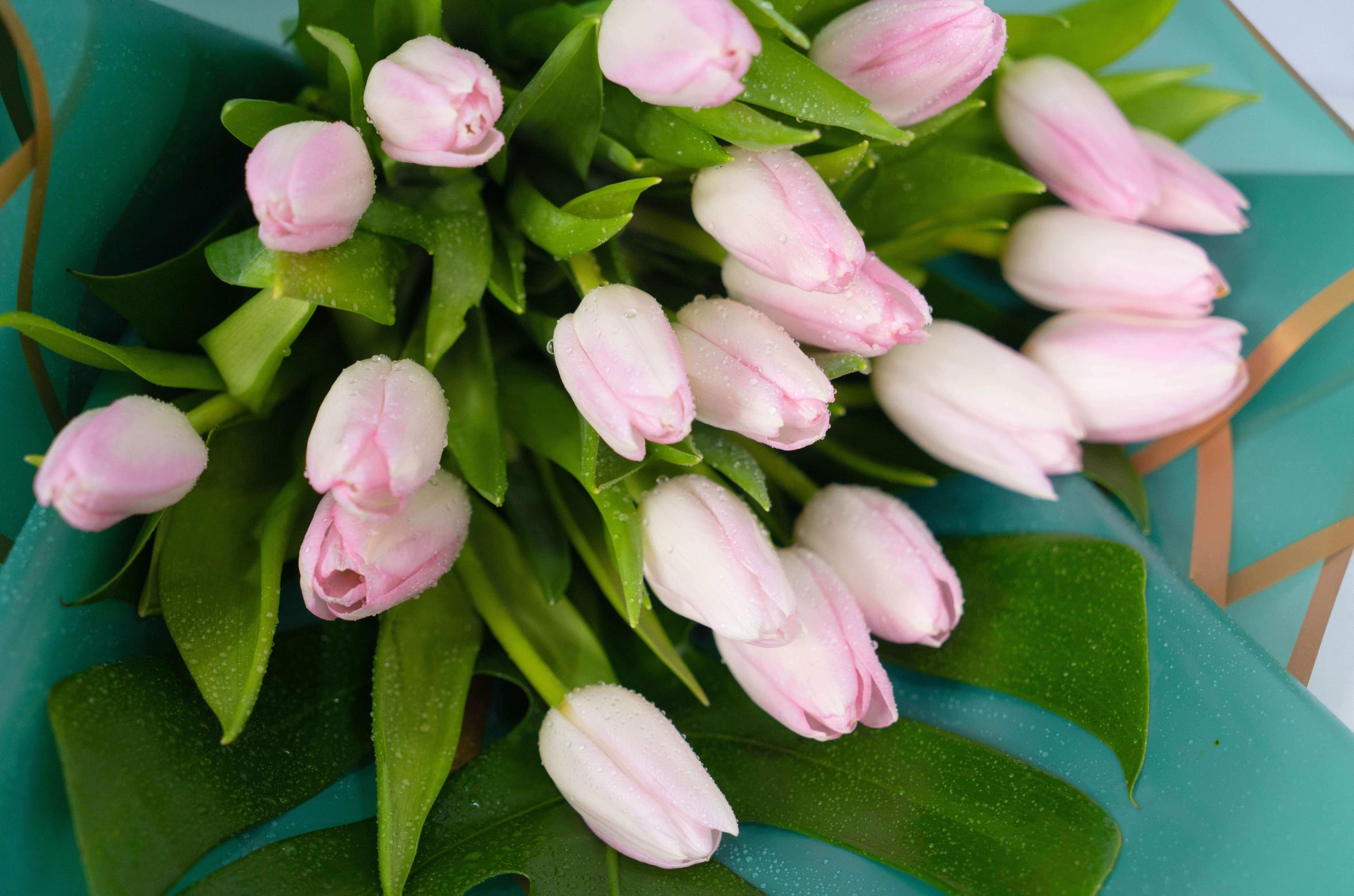 Tulip Tower | Greenit Qatar