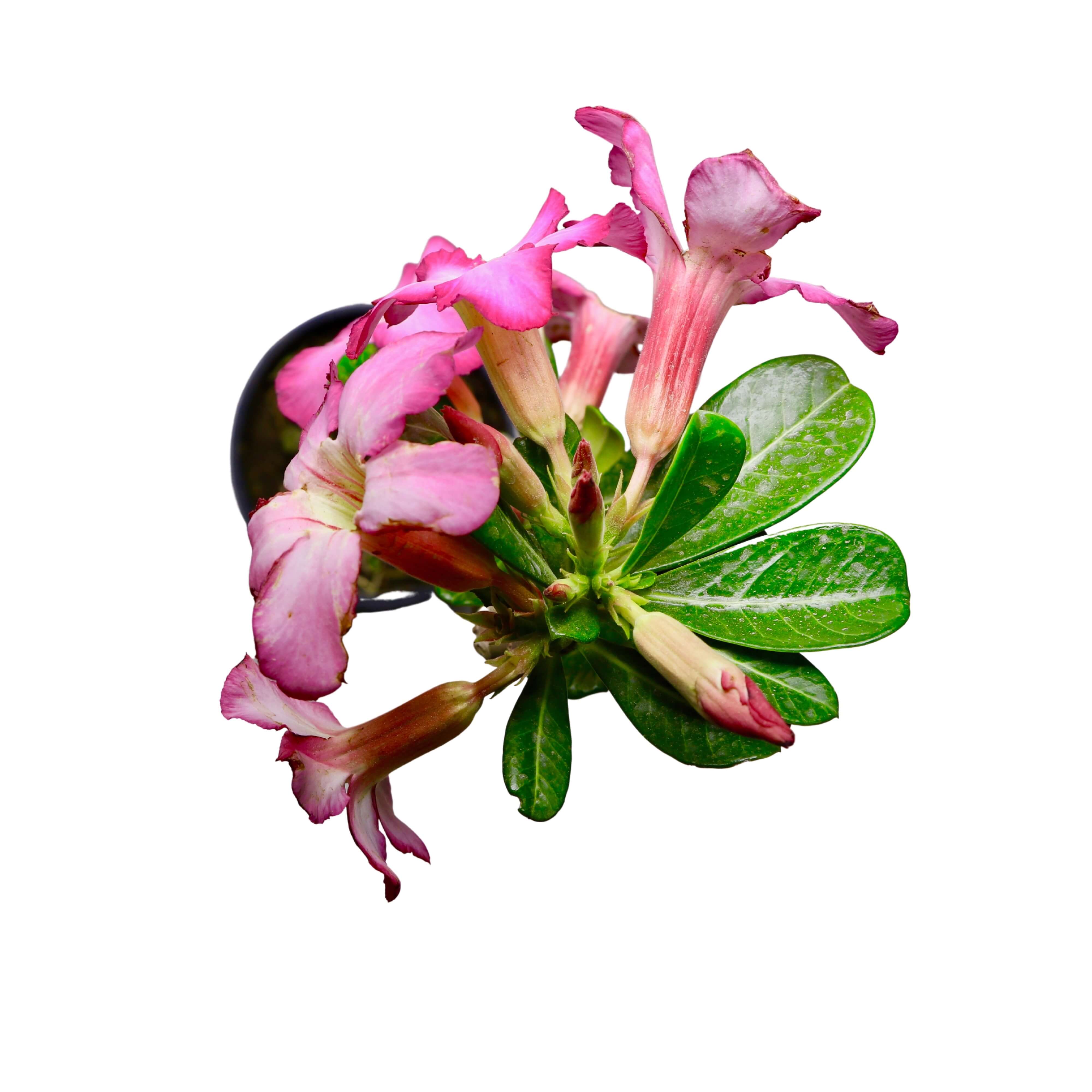 Desert Rose | Greenit Qatar