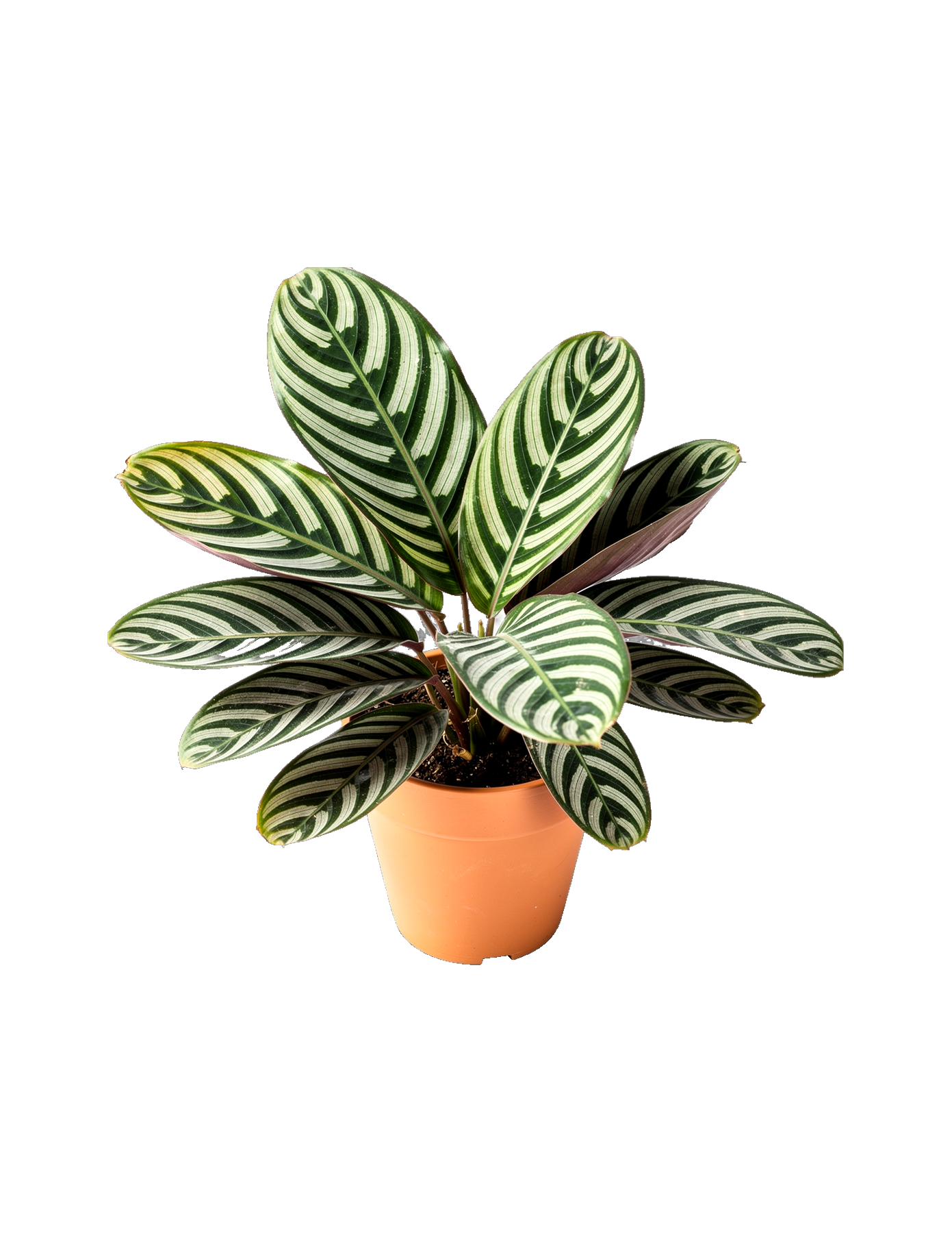 Fishbone Prayer Plant | Greenit Qatar